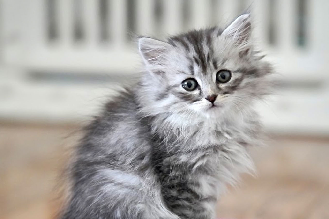 Caspian Siberians Cattery | Caspian Siberians is dedicated to breeding ...