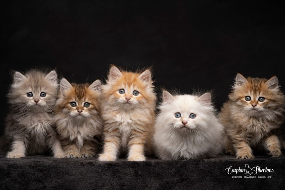 Caspian Siberians Cattery | Caspian Siberians is dedicated to breeding ...