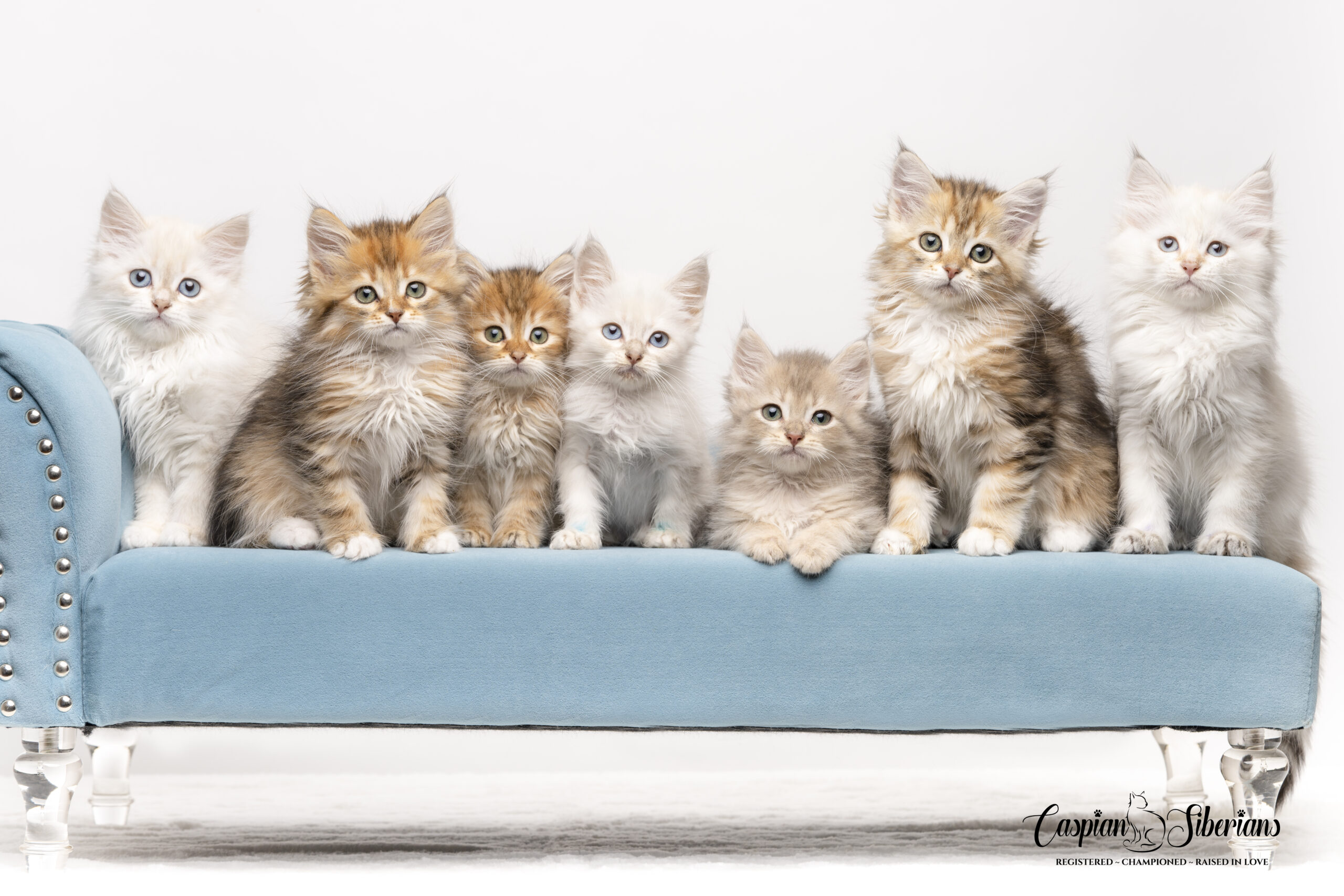 Latest News | Caspian Siberians Cattery
